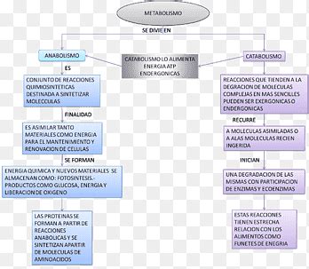 Pharmacokinetics Metabolic Pathway Carboplatin Drug Metabolism