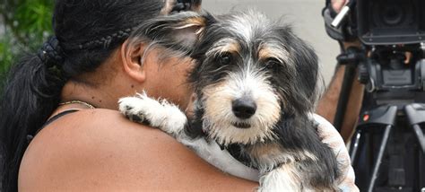 Esterilizar un acto de amor por los animales de compañía