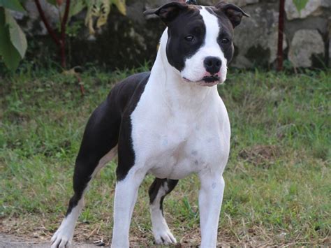 Chiots American Staffordshire Terrier Staff à vendre Petite Annonce chien