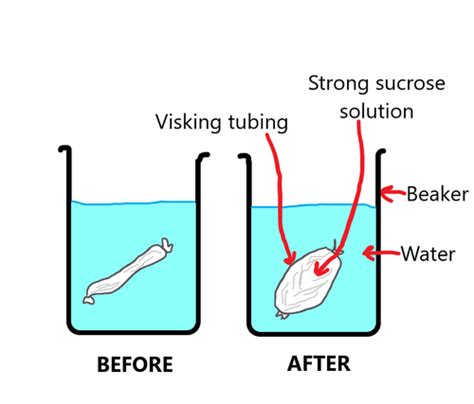 Osmosis With Visking Tubing Flashcards Quizlet