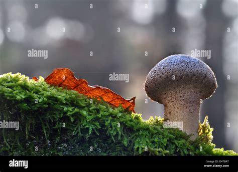 Common Puffball Lycoperdon Perlatum Fruit Body Stock Photo Alamy