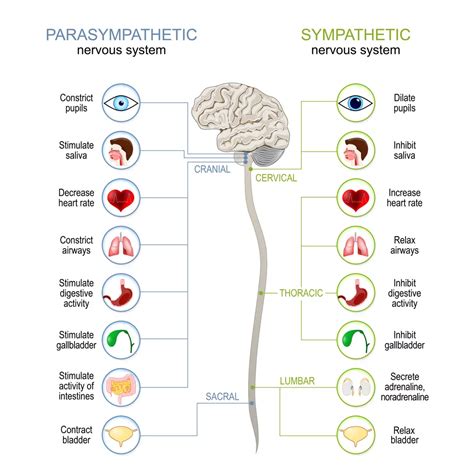 Symptoms Of A Dysregulated Central Nervous System Christina Carlyle