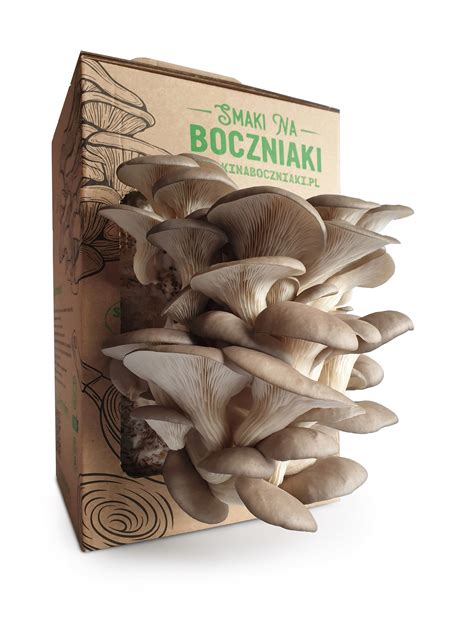 Grzybnia Boczniak Ostrygowaty Zestaw Do Uprawy 13627999545 Allegro Pl