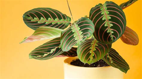 How To Propagate A Prayer Plant A Step By Step Guide Homes Gardens