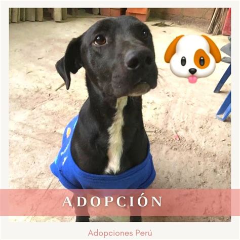 La compañía de una mascota puede ayudar a combatir la depresión Punto