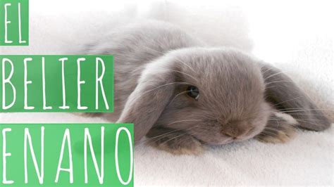 Conejo Belier Enano Precio Actualizado Octubre 2024