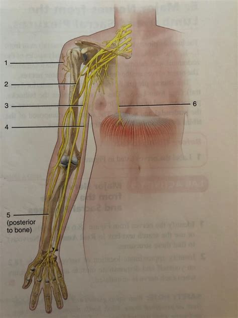 Nerves From Cervical And Brachial Plexuses Diagram Quizlet