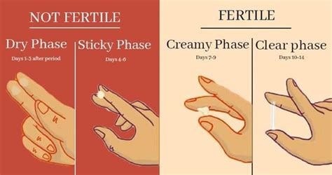 Cervical Mucus Analysis A Natural Approach To Identifying Ovulation