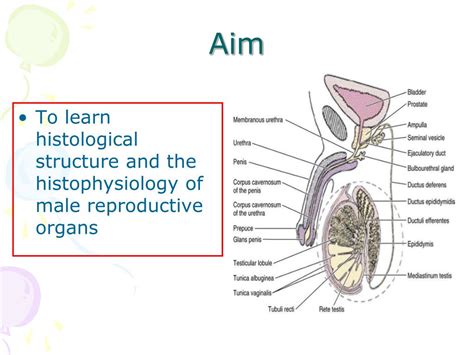 Ppt Histology Of Male Reproductive System Powerpoint Presentation