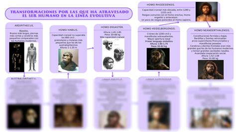 SOLUTION Evolucion Del Ser Humano Studypool