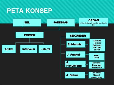 Peta Konsep Jaringan Tumbuhan Kelas 11 Homecare24
