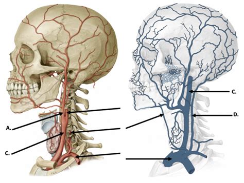Head Neck Artery Vein Diagram Systemic Diagram Quizlet