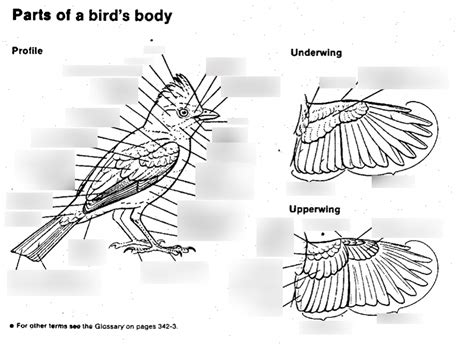 Ornithology Lab Bird Topography Diagram Quizlet