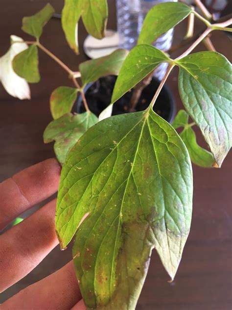 Can Someone Please Help Me Understand Whats Going On With My Peony