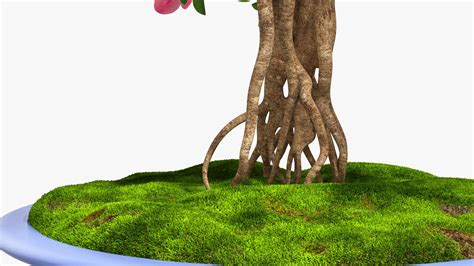 Green Bonsai Tree With Flowers In Pot Fur D Model Max Free D