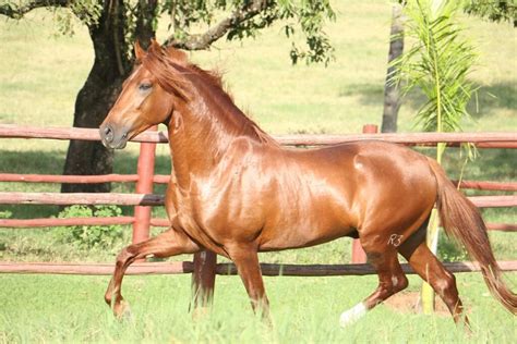 Aprender Sobre 91 Imagem Cavalo Mangalarga Fotos Br Thptnganamst Edu Vn