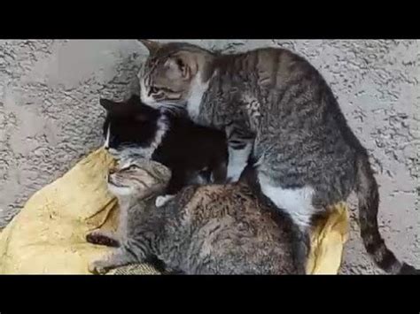 First Female Cat Mating Sounds Mating Cats Mating Three Cats YouTube