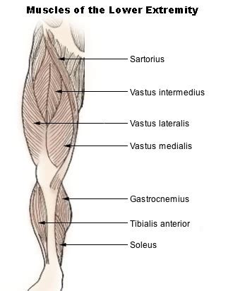 Muscolo Quadricipite Femorale Wikipedia