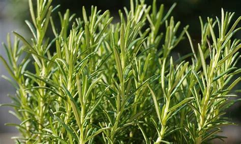 15 Best Rosemary Companion Plants A Comprehensive Guide