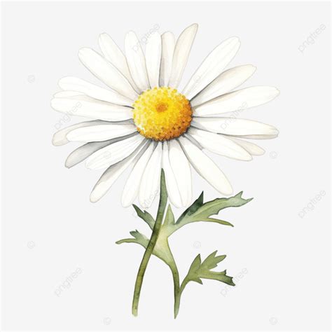 Cute Daisy Flower Watercolour Illustration Daisy Flower Pink PNG