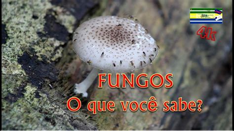 Tipos De Fungos