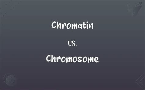 Chromatin Vs Chromosome Whats The Difference