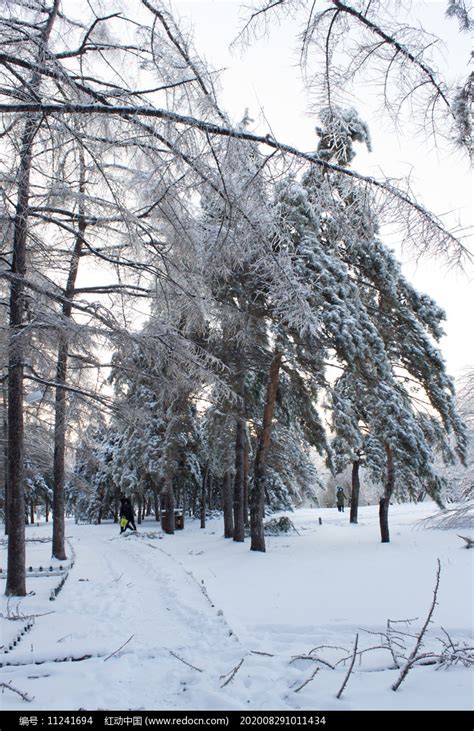 雪后林间小路高清图片下载 红动中国