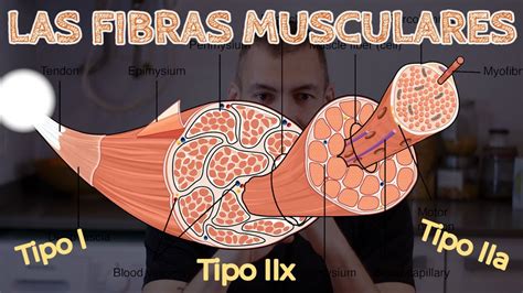 Las Fibras Musculare Tipos Y Funcion Youtube
