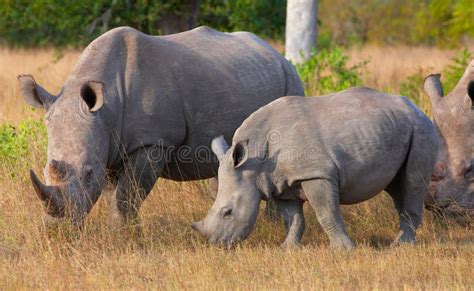 Rhinocéros blanc africain photo stock Image du éléphant 124661396