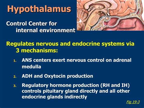 PPT Chapter 19 ENDOCRINE SYSTEM PowerPoint Presentation Free