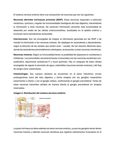 SOLUTION Sistema Nervioso Ent Rico Y Aut Nomo Studypool