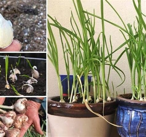 Cómo sembrar cultivar Cebollas de Primavera y sus cuidados Eco