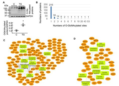 Figure 1 From Defining The Dynamic Regulation Of O GlcNAc Proteome In