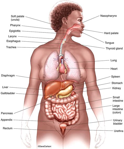 Internal Organs Of The Body And Their Functions
