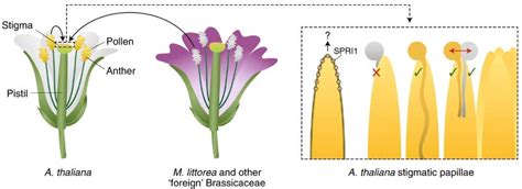 Nature Plants On Twitter New Article A Stigmatic Gene Confers