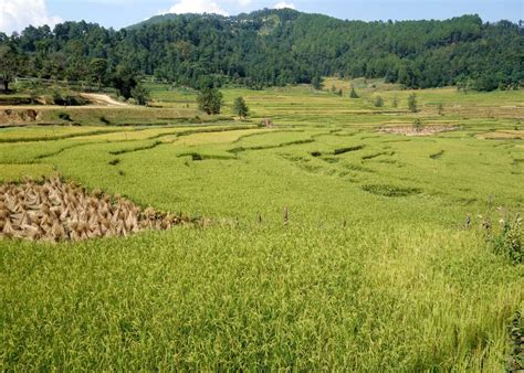 Campos de arroz rompecabezas en línea