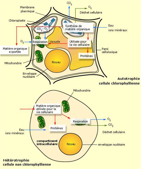 Autotrophie H T Rotrophie Mymaxicours