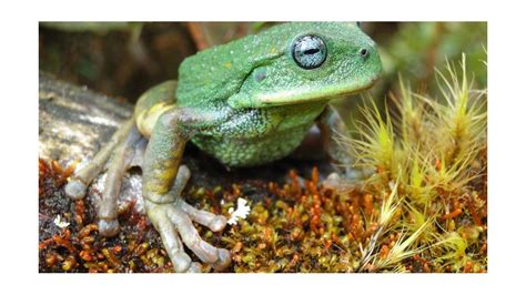 Descubren nueva especie de rana en el Amazonas del Norte de Perú El
