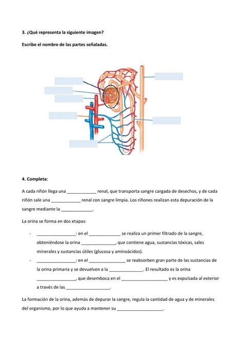 Actividad De El Aparato Excretor Worksheets Bio Texts Interactive