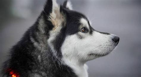 Diferencias Entre El Husky Siberiano Y El Malamute De Alaska