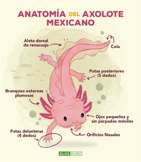 Ajolote mexicano el anfibio mítico más popular del país