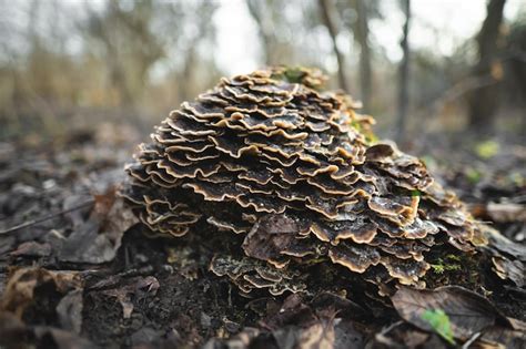 Premium Photo Many Mushroom Parasites That Grow On A Tree Or A Stump