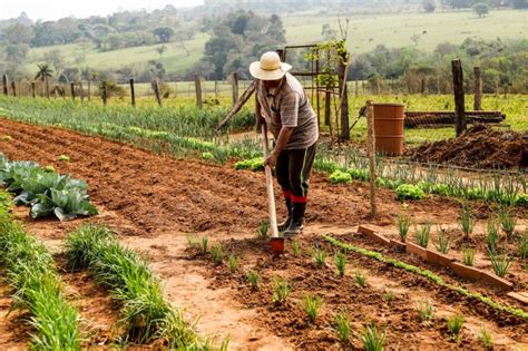 El Impulso De La Huerta Propia Para Una Alimentaci N Saludable Y Aporte