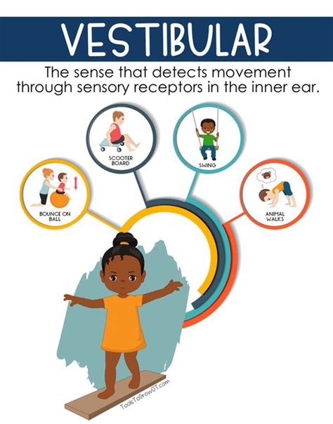 Vestibular System Vs Proprioception Free Trial Pass The OT
