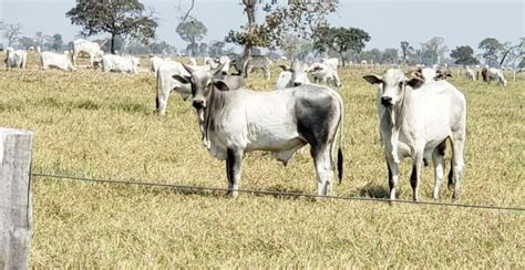 Boi Análise Conjuntural Agromensal Outubro Cepea Esalq USP Brasilagro