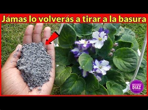 Aplica Cenizas De Esta Forma A Tus Plantas Enfermas Y Te Agradecer N