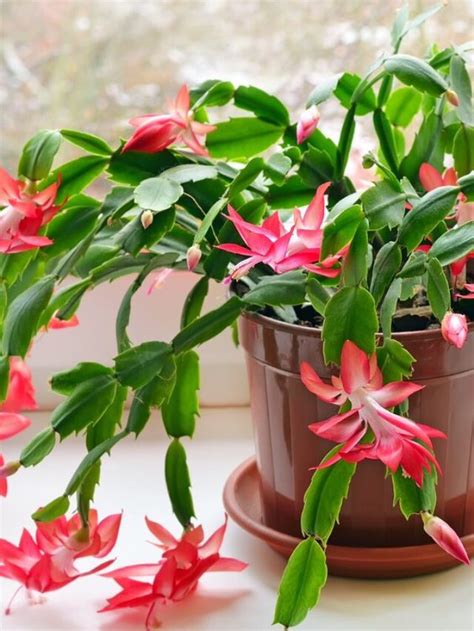 Como Cultivar A Flor De Maio Dicas Completas Sala Da Casa