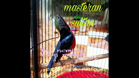 Konin Gacor Full Isian Full Nembak Cocok Buat Pancingan Bahan Dan