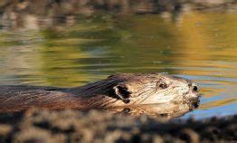 Castor Características hábitat tipos reproducción alimentación
