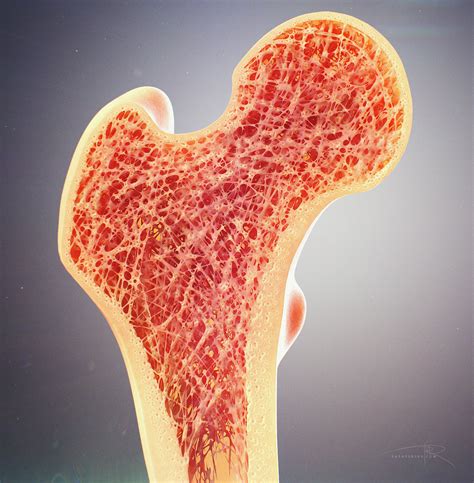 Bone Cross Section For Radius Digital Science On Behance
